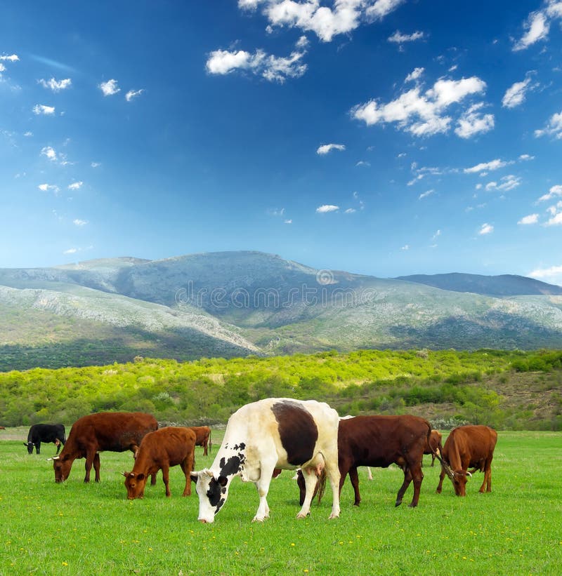 Farmland stock image. Image of landscape, countryside - 36416587