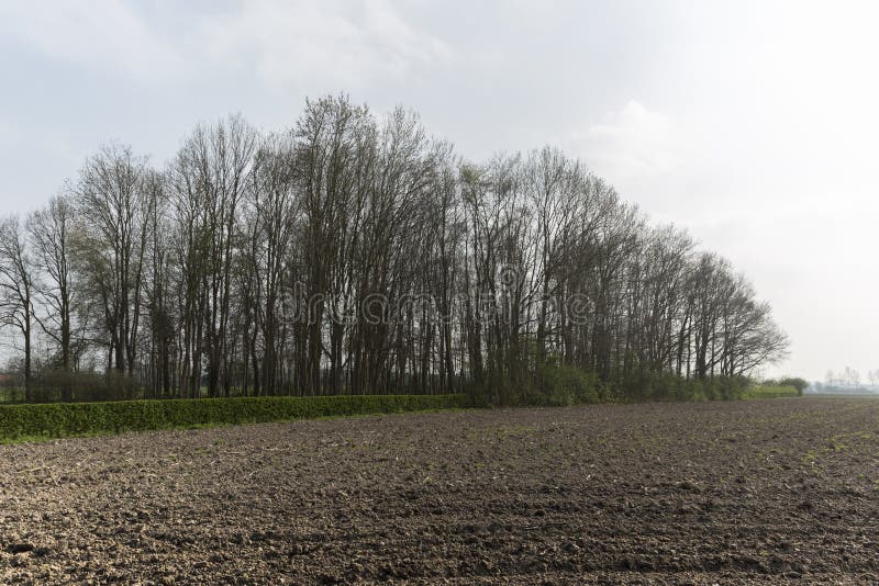 Farmland with Dead Trees beside at the Beginning of Spring Stock Image ...