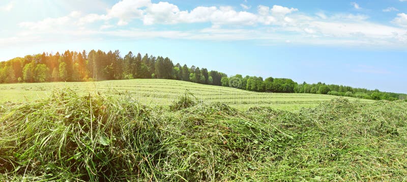 Farmland - Drying Grass at the Field Panorama Stock Image - Image of ...