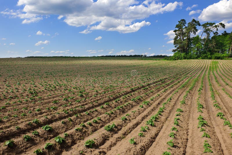 Farmland Field stock photo. Image of outside, field, country - 9476994