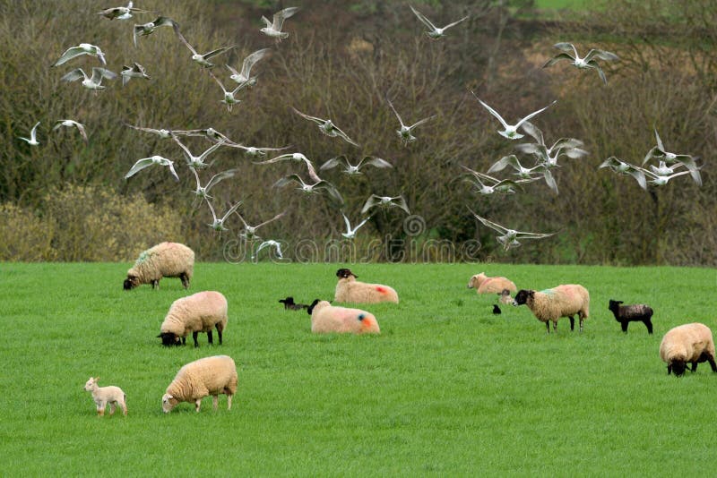 718 Flying Sheep Stock Photos - Free & Royalty-Free Stock Photos from ...