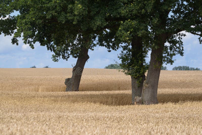 FARMLAND stock image. Image of garner, farm, agribusiness - 285437989