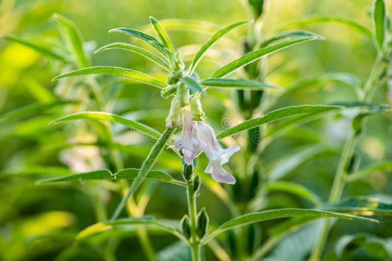 Farmland in the Growth of Sesame on Tree in Sesame Plants Stock Image ...