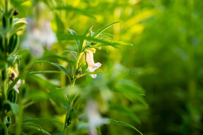 Farmland in the Growth of Sesame on Tree in Sesame Plants Stock Photo ...