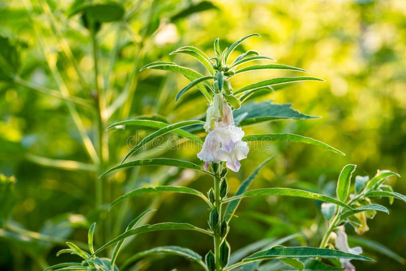 Farmland in the Growth of Sesame on Tree in Sesame Plants Stock Photo ...