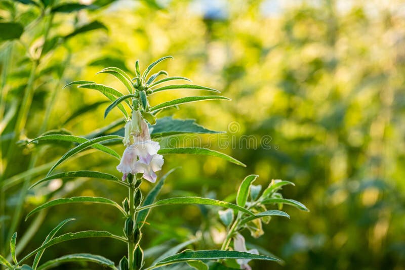 Farmland in the Growth of Sesame on Tree in Sesame Plants Stock Image ...