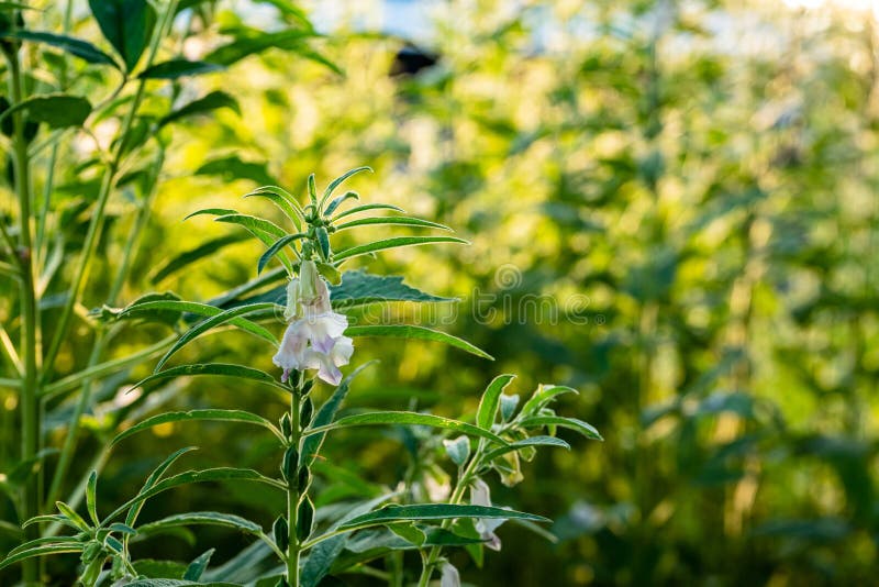 Farmland in the Growth of Sesame on Tree in Sesame Plants Stock Image ...