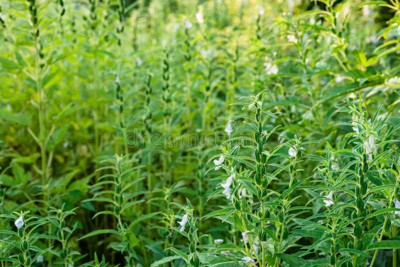 Farmland in the Growth of Sesame on Tree in Sesame Plants Stock Image ...