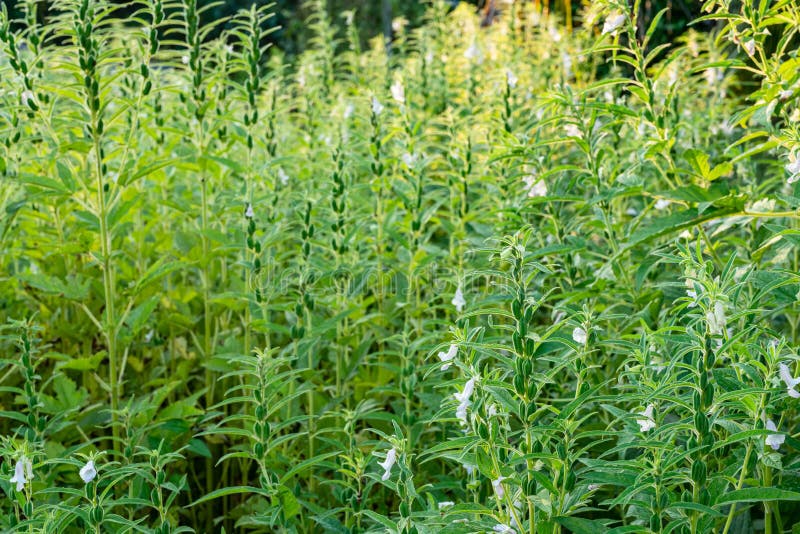 Farmland in the Growth of Sesame on Tree in Sesame Plants Stock Image ...