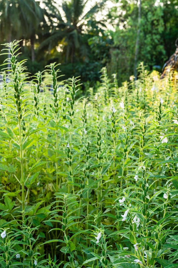 Farmland in the Growth of Sesame on Tree in Sesame Plants Stock Photo ...