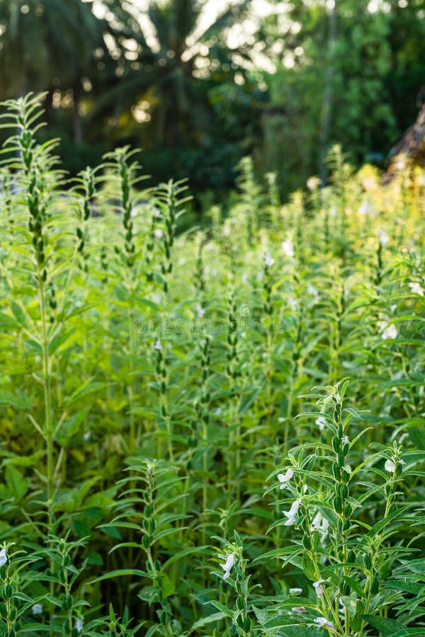 Farmland in the Growth of Sesame on Tree in Sesame Plants Stock Image ...