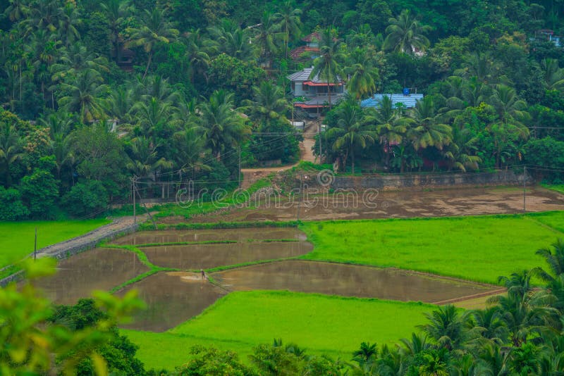 Farmland in Kerala village stock photo. Image of organic - 266773674