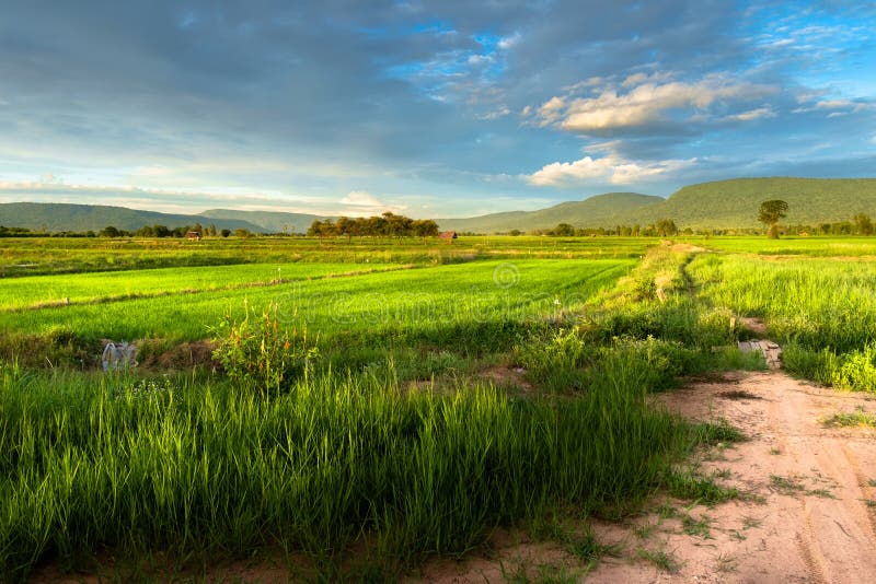 Farmland stock photo. Image of agricultural, pathway - 44364790