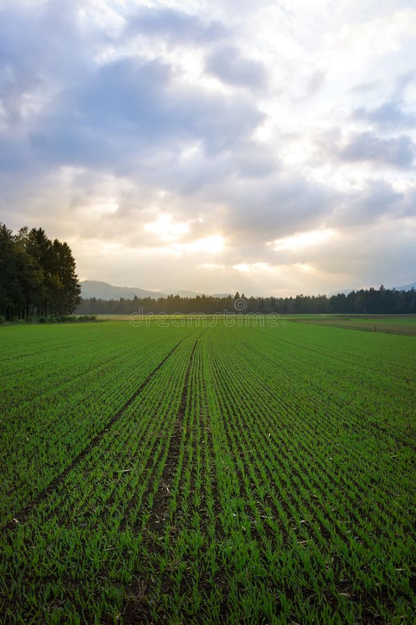 Farmland Landscape stock photo. Image of generic, landscape - 47337712