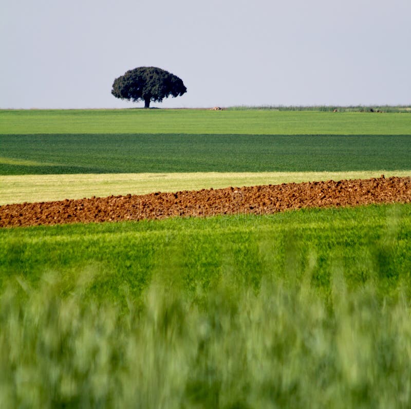 Farmland stock image. Image of hike, field, forage, grow - 41839945