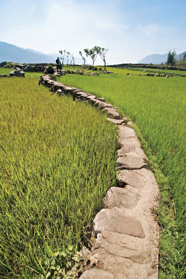 Farmland Pathway stock image. Image of lush, foliage - 14003175