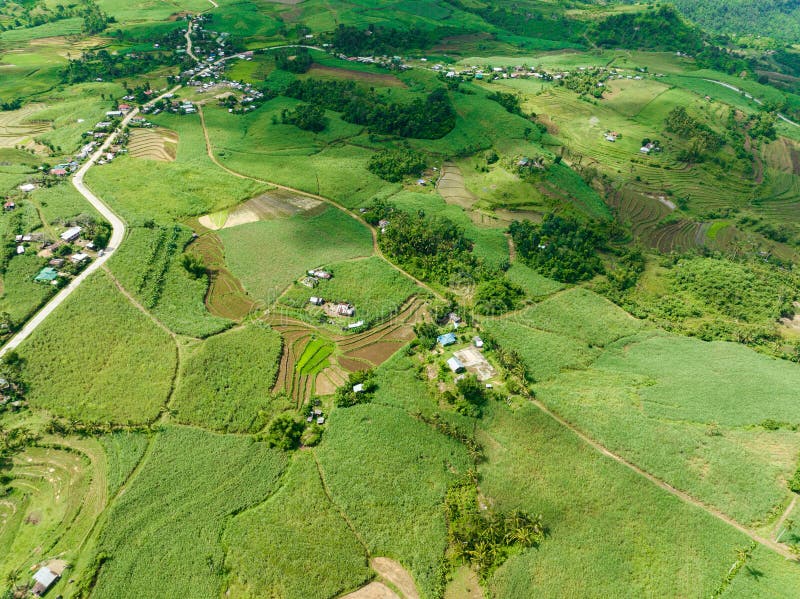 Farmland in the Philippines. Stock Image - Image of farmers, tropical ...