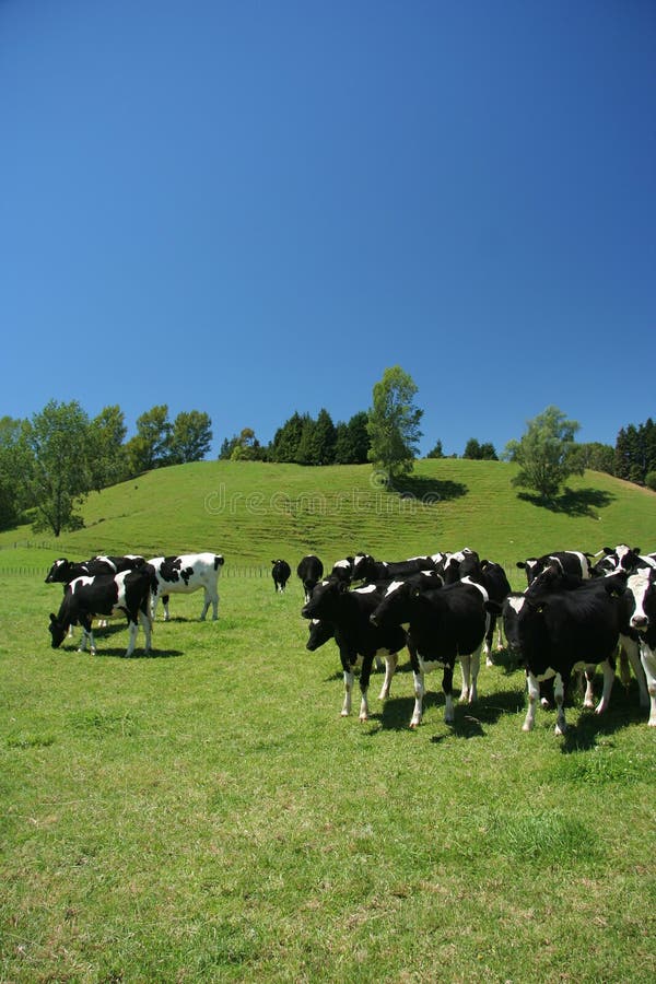 Farmland portrait stock image. Image of bull, hill, agri - 716961