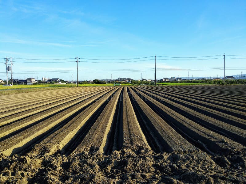 A Farmland in the Process stock photo. Image of straight - 155273242