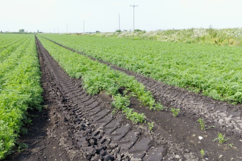 Farmland stock image. Image of farm, soil, vegetable - 43849123