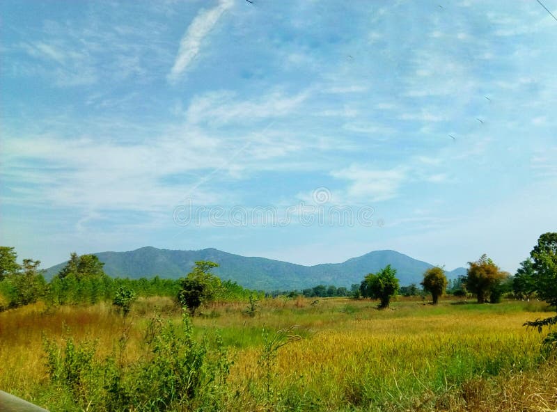 Farmland, Sky, Rice Plant, Plant, Field, Landscape Stock Photo - Image ...