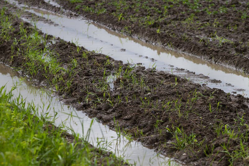 Farmland after spring rain stock photo. Image of flood - 233382636