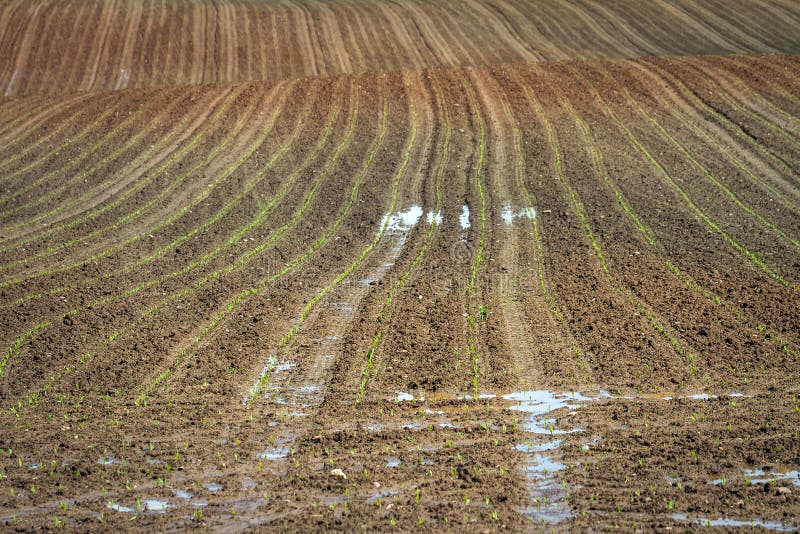 Farmland after spring rain stock image. Image of grass - 233972199