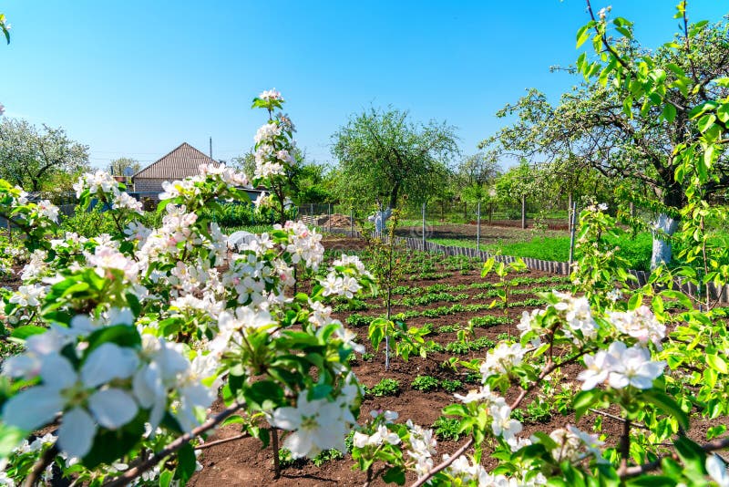 Farmland Spring Tree in the Garden. Stock Image - Image of healthy ...