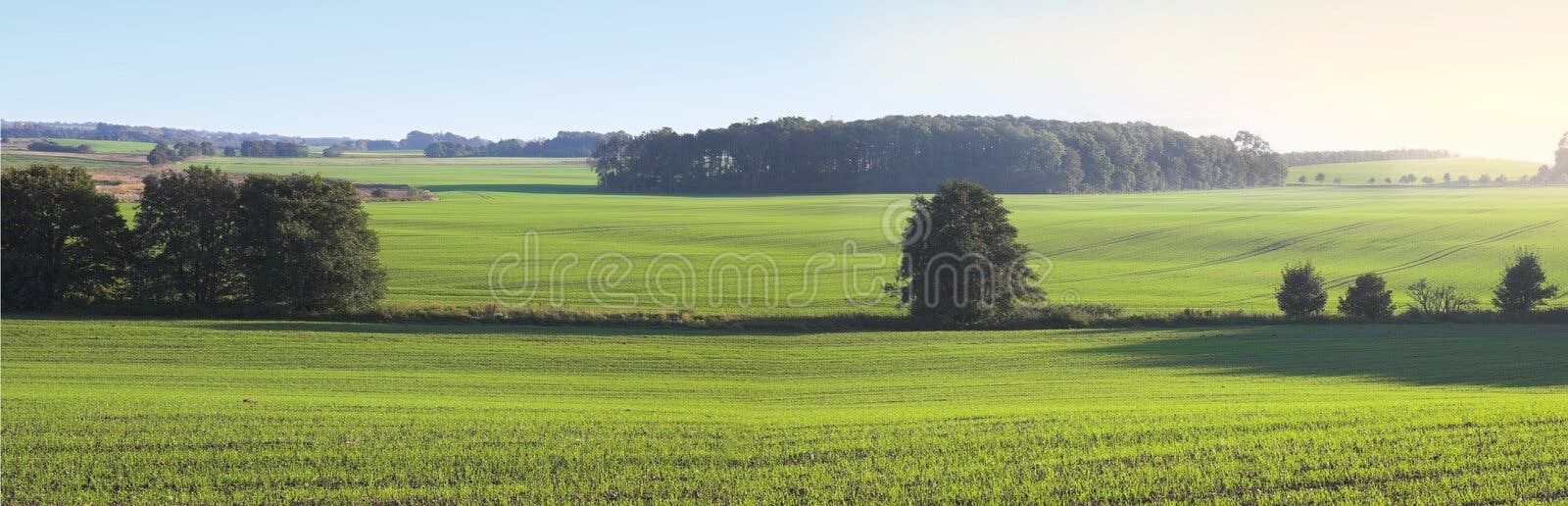 Farm Field cultivated stock image. Image of foliage, vegetable - 4325473