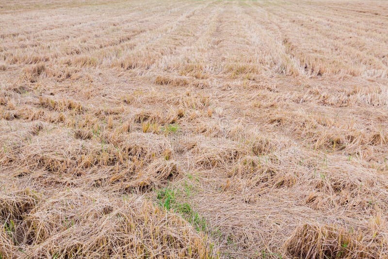 Farmland with Straw and Stubble Stock Image - Image of agriculture ...