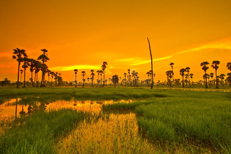 Farmland in the sunset stock image. Image of golden, cloud - 37988345