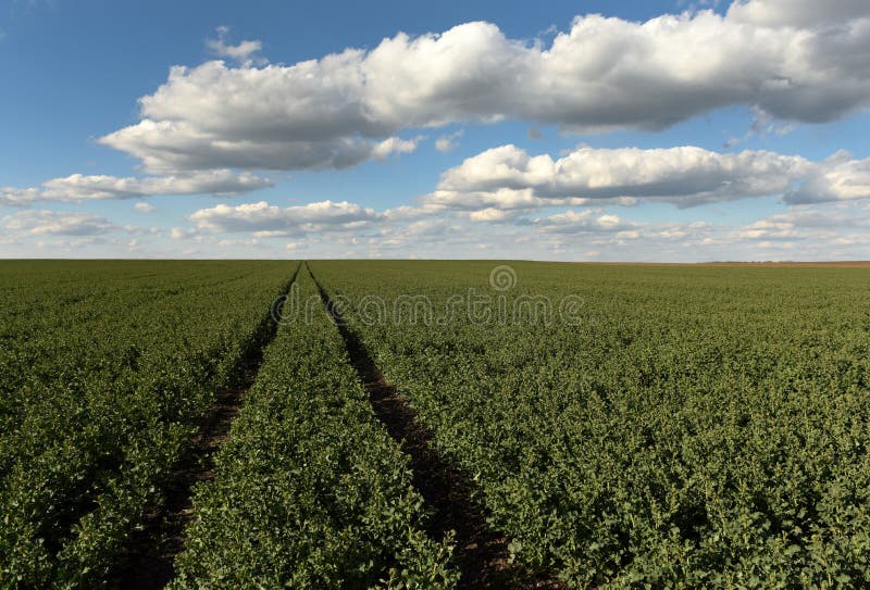 Turnip field stock photo. Image of farm, north, white - 40238704