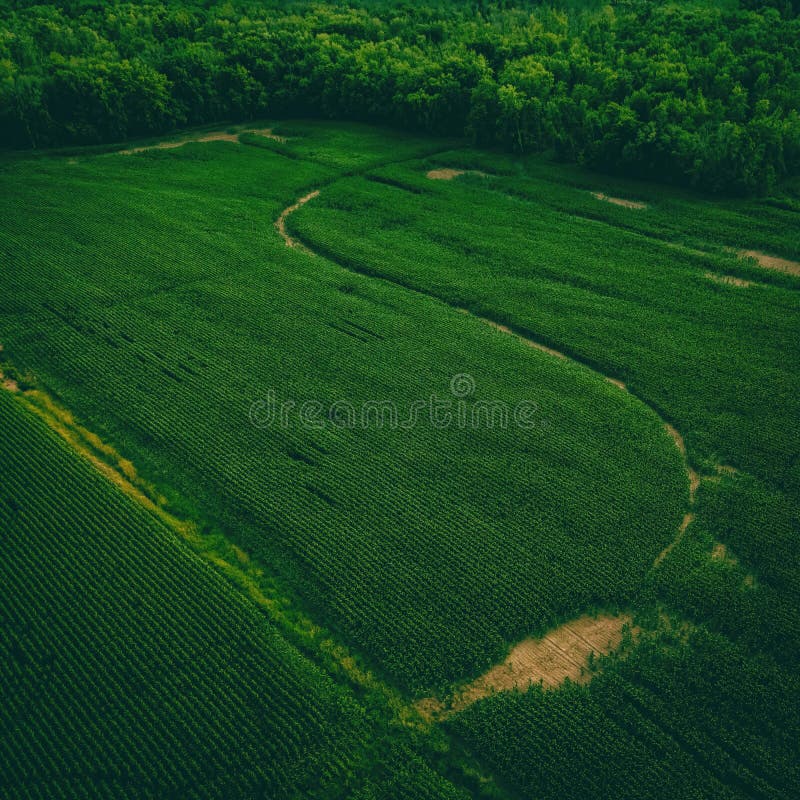 Farm Fields with Forest Border Stock Photo - Image of growth, matte ...