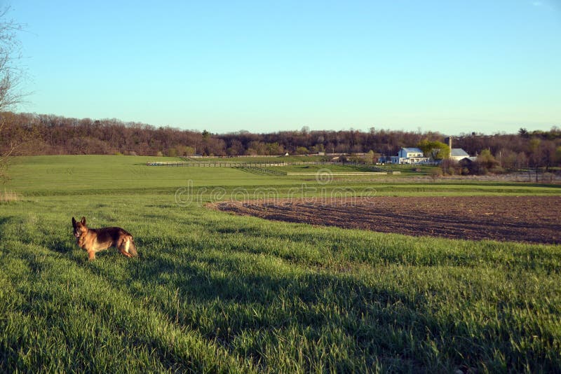 Farmpics 4 stock photo. Image of picturesque, horse, landscape - 41221342