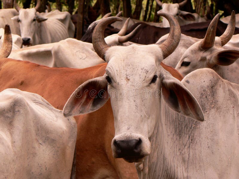Panamas Countryside Stock Photos - Free & Royalty-Free Stock Photos ...