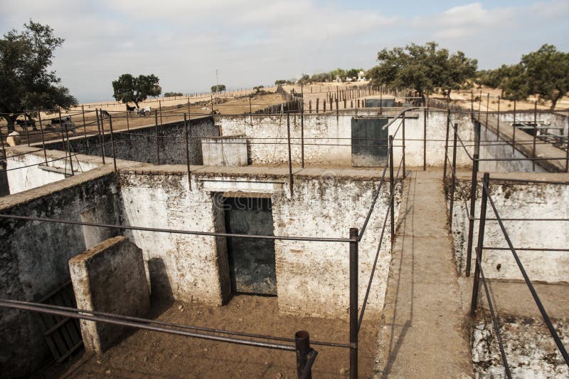 Cattle in Extensive Management System Stock Image - Image of land ...
