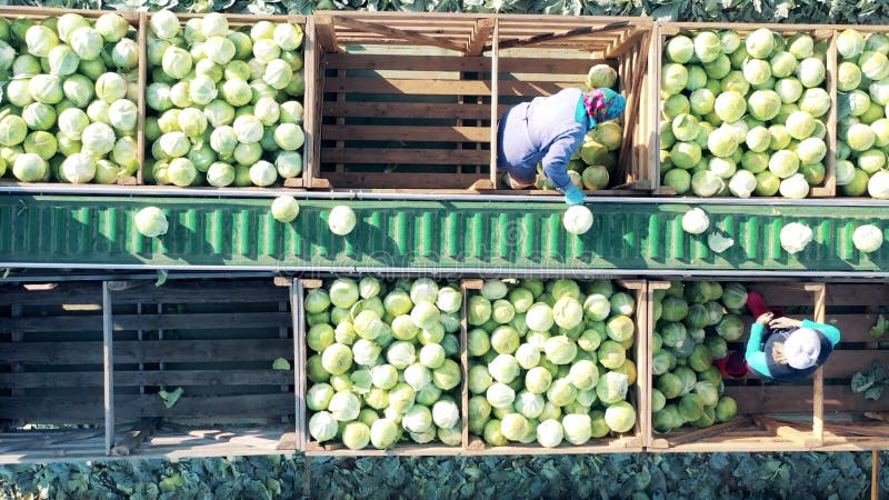 Farmworkers are Unloading Conveyor with Cabbage in a Top View Stock ...