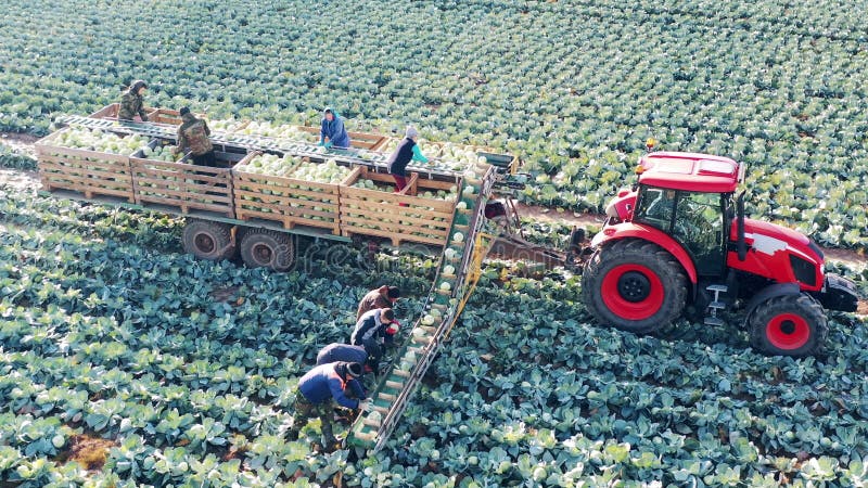 Farmworkers are Using Tractor Conveyor To Collect Cabbage Stock Video ...