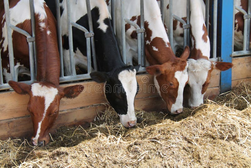 Cattle feeding in a barn stock image. Image of ranch - 35528723