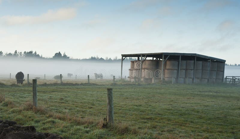Farmyard fog stock photo. Image of grazing, early, pasture - 25355520