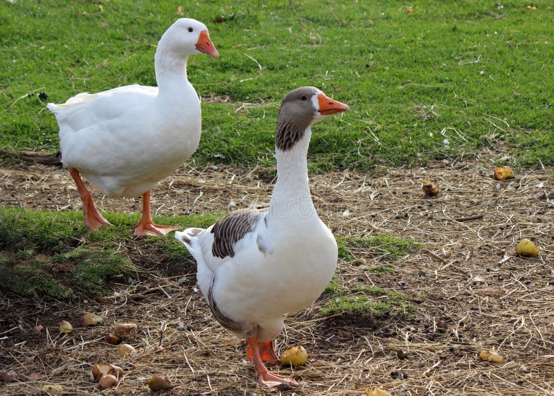 Farmyard Geese stock image. Image of white, farm, guarding - 61825747