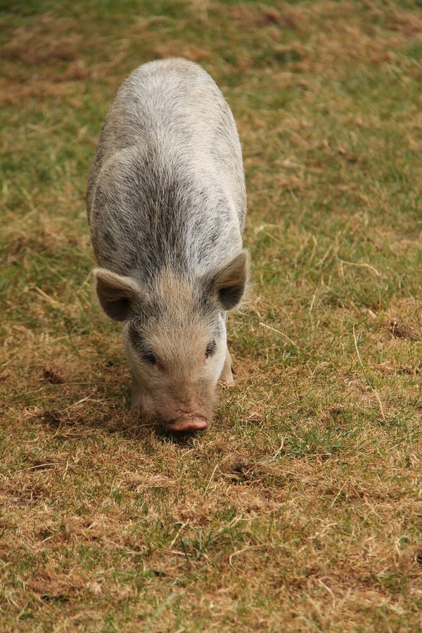 Farmyard Pig. stock photo. Image of countryside, field - 78284006