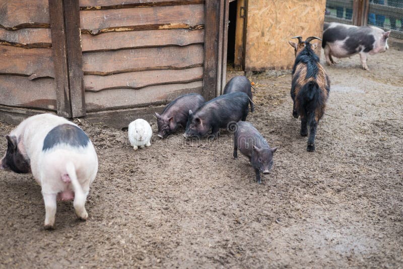 A Farmyard, a Pig, a Rabbit and a Goat Stock Image - Image of meadow ...