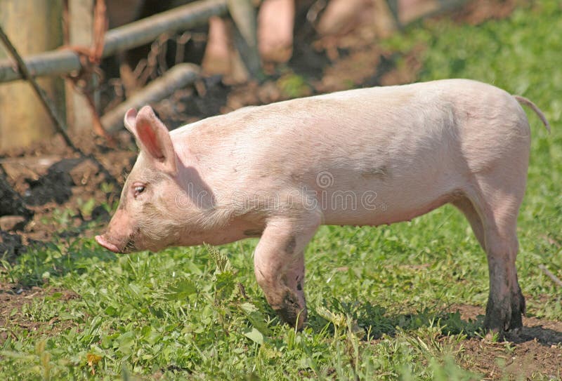 Farmyard prosiaczek obraz stock. Obraz złożonej z świnia - 14321927