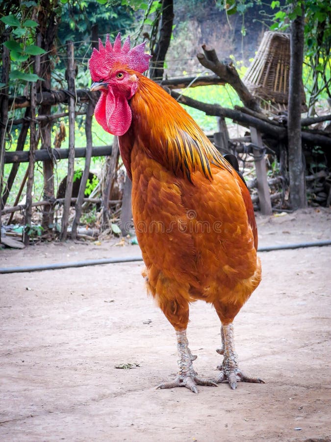 Farmyard Rooster stock photo. Image of farm, bird, domestic - 63309240