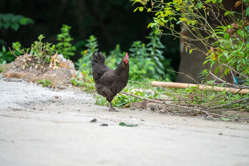 Black chicken stock photo. Image of black, chicken, brown - 107438936