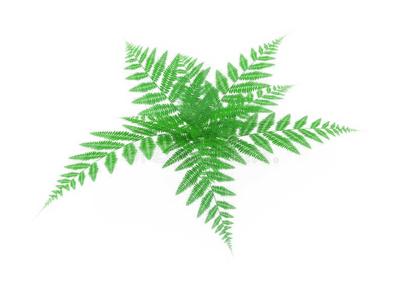 Farn vektor abbildung. Illustration von fauna, bearbeitbaren - 10066039