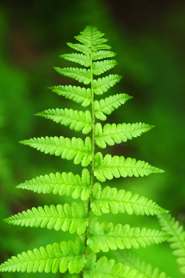 Farn stockfoto. Bild von gelb, sonderkommando, tageszeit - 56398694
