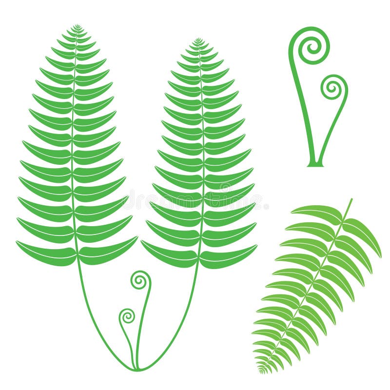 Farn vektor abbildung. Illustration von grün, seltsam - 51107026