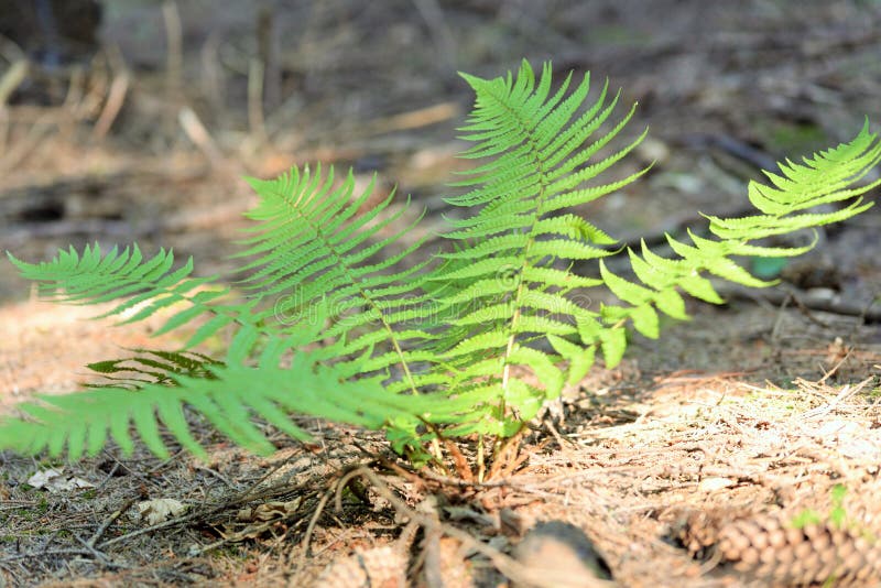 Farn stockfoto. Bild von betriebe, unterscheiden, frisch - 58022768